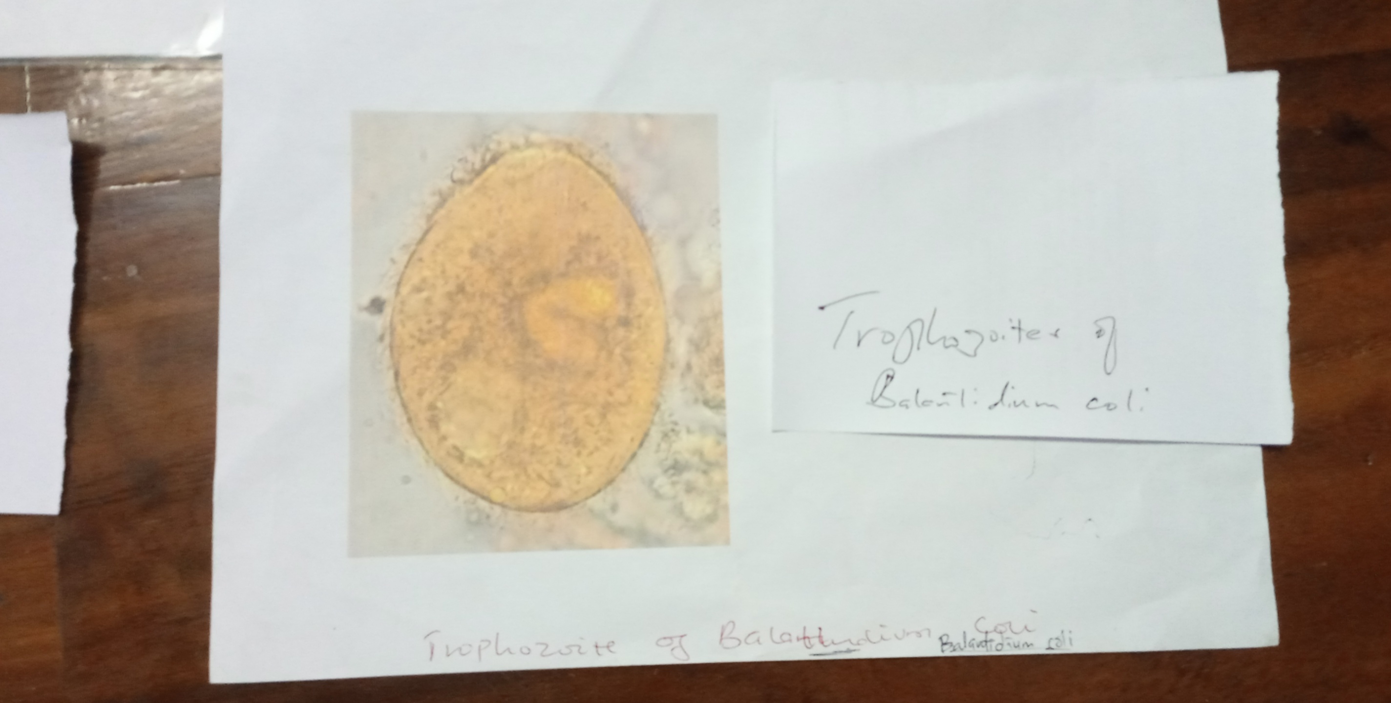 Index of /sass/notes/docs/LEVEL 3/MICROBIOLOGY/MICROBIOLOGY PRACTICAL ...
