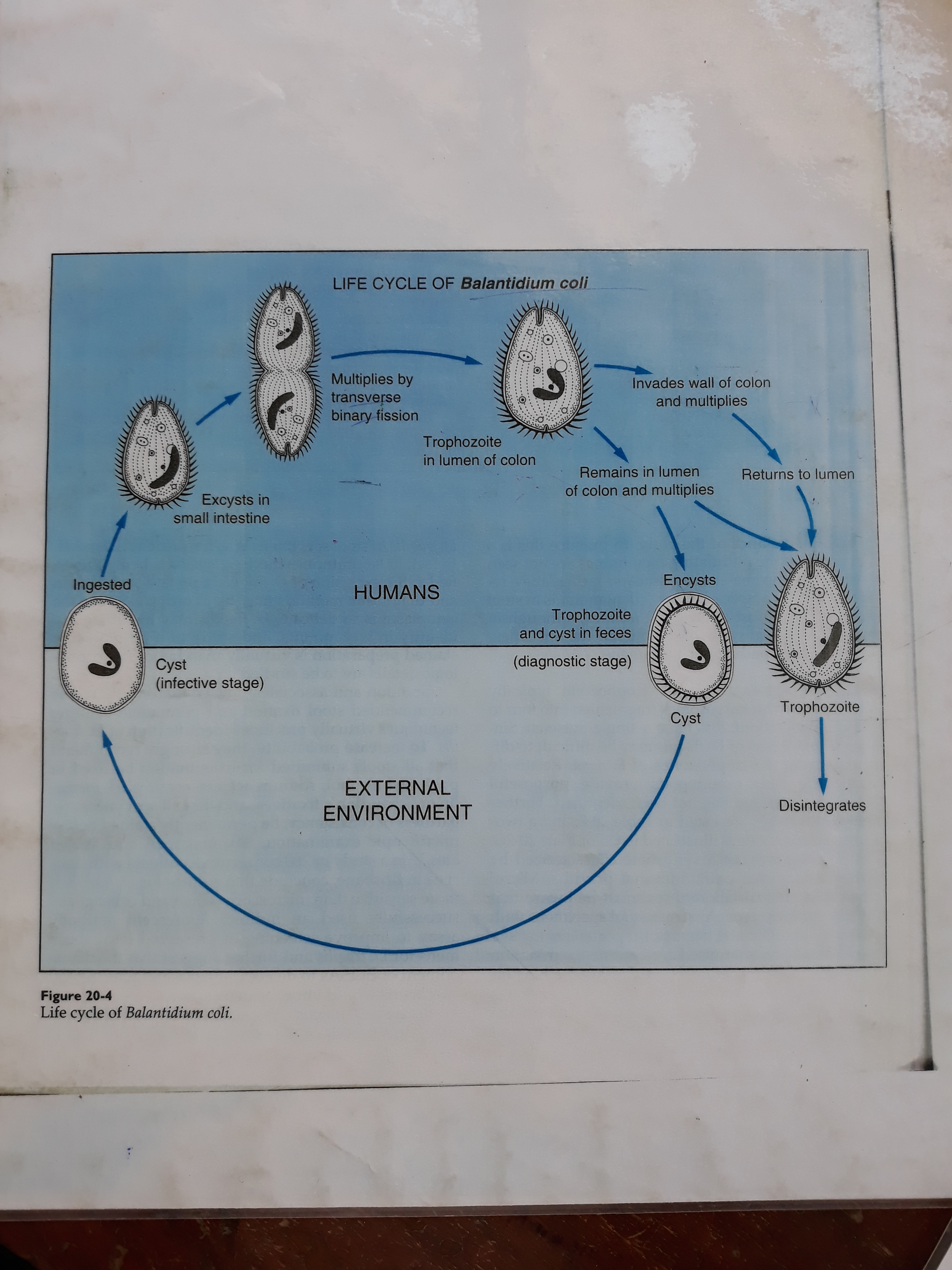 Index of /sass/notes/docs/LEVEL 3/MICROBIOLOGY/MICROBIOLOGY PRACTICAL ...